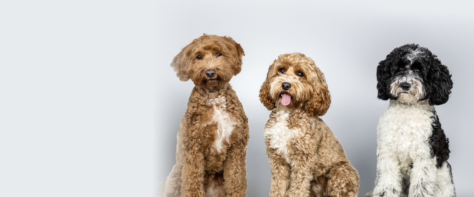 Female dogs - Australian Labradoodle